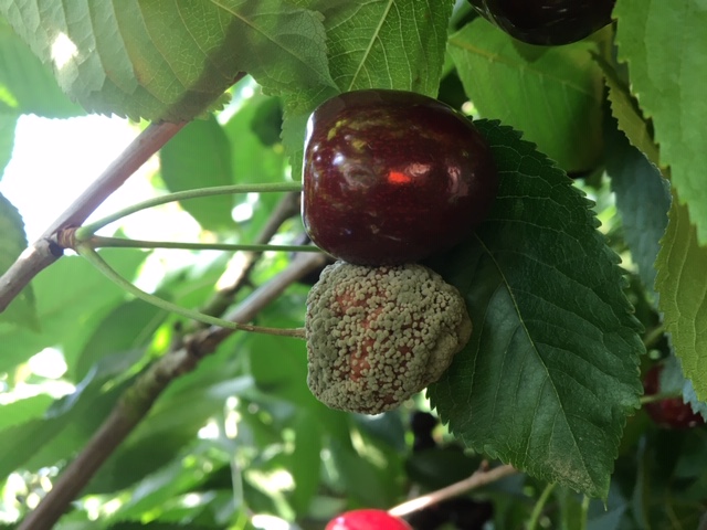 Biocontrol as a key component to manage brown rot diseases on cherry ...