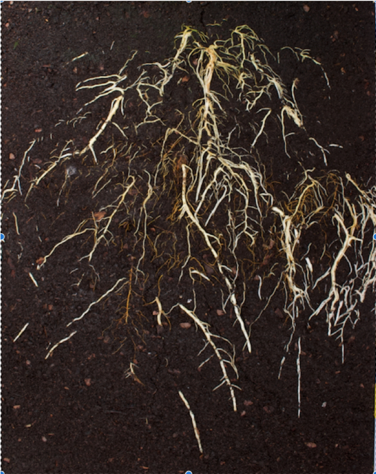 Understanding apple root architecture – Collaborative Training ...